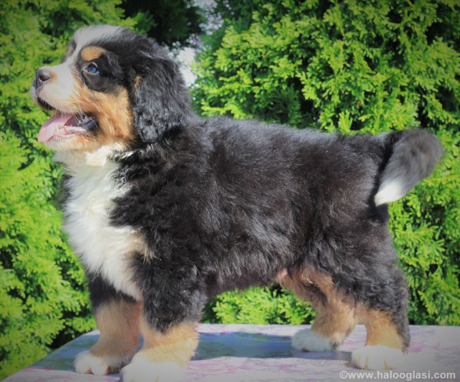 Bernski pastirski pas, štene | Halo Oglasi