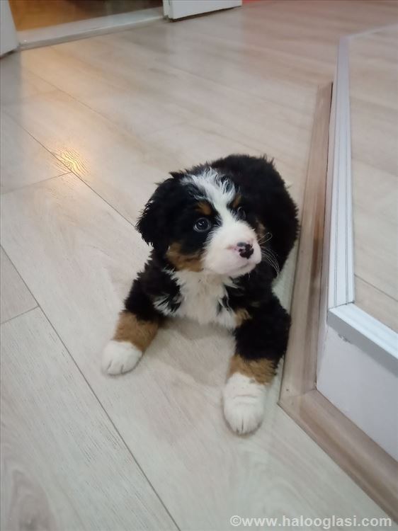 Bernski pastirski pas, štene | Halo Oglasi