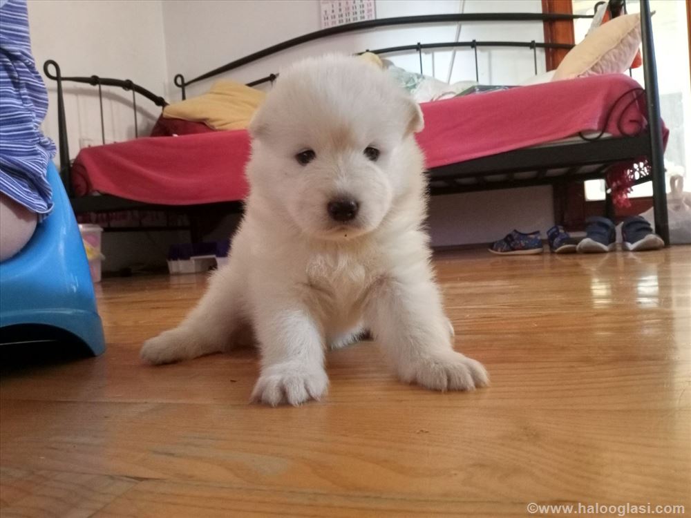 Samojed | Halo Oglasi