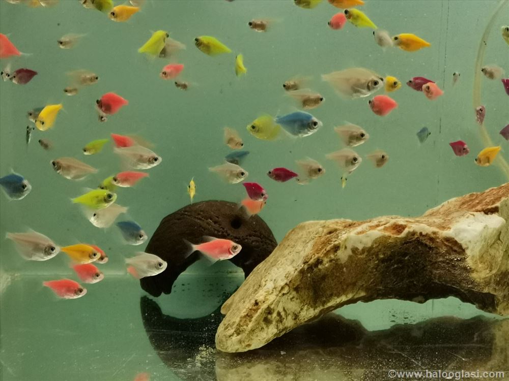 Akvarijumske ribice Velika Plana | Halo Oglasi