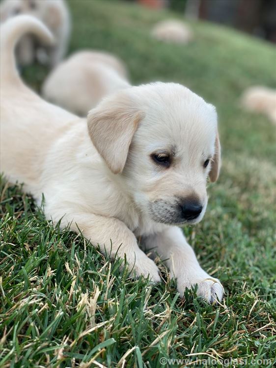 Labrador retriver, štene | Halo Oglasi