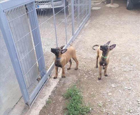 Oglasi za pse Malinoa, Belgijski ovčar | Halo oglasi