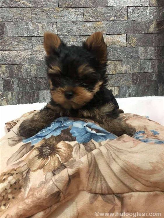 Mini jorki stenci na prodaju | Halo Oglasi