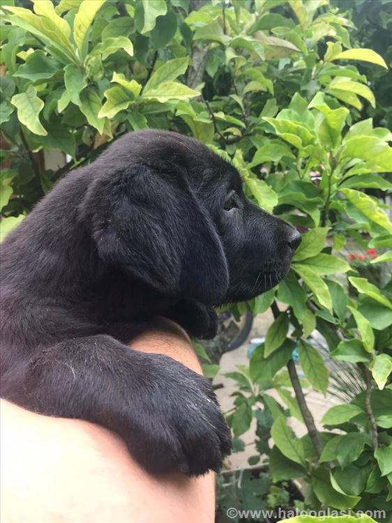 Žensko štene labrador retrivera | Halo Oglasi