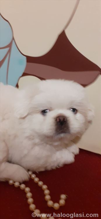 Pekinezer kraljevski, štene dečak | Halo Oglasi