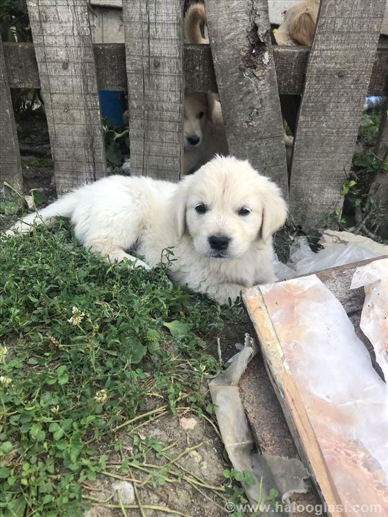 Zlatni retriver, štene | Halo Oglasi