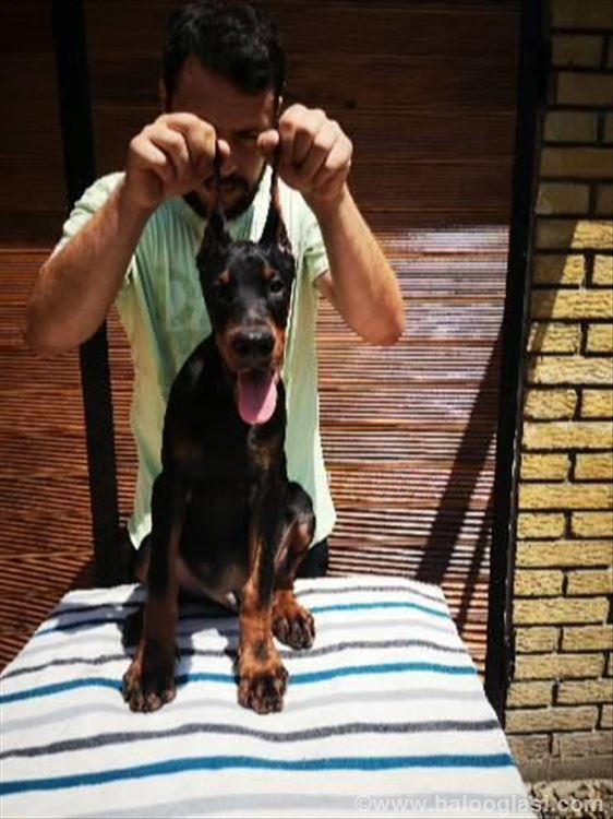 Doberman , štene | Halo Oglasi