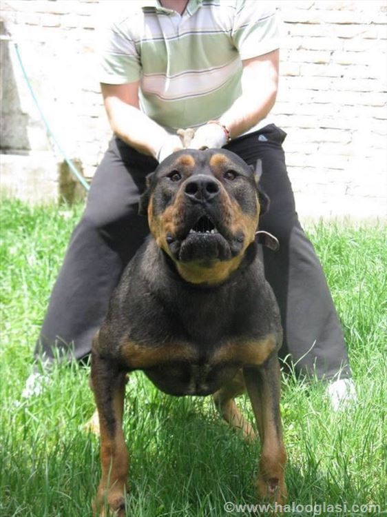 Srpski odbrambeni pas, štene | Halo Oglasi