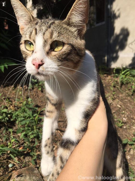 Zarku hitno treba dom | Halo Oglasi