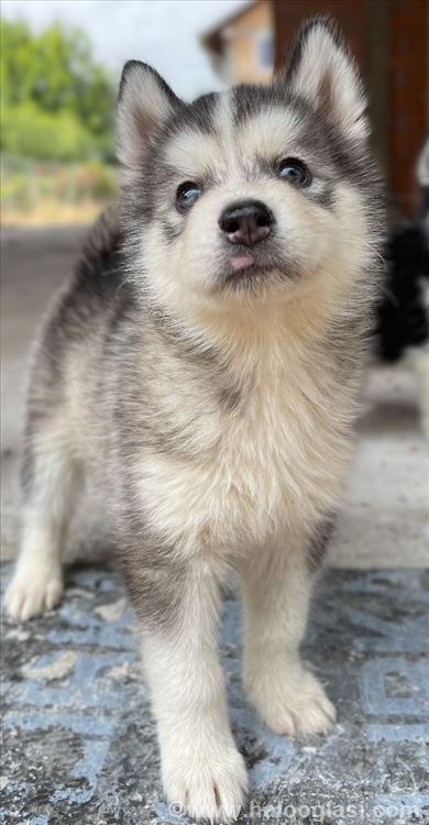 Ženka sibirskog haskija, štene | Halo Oglasi