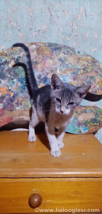 Sivo belo mace | Halo Oglasi