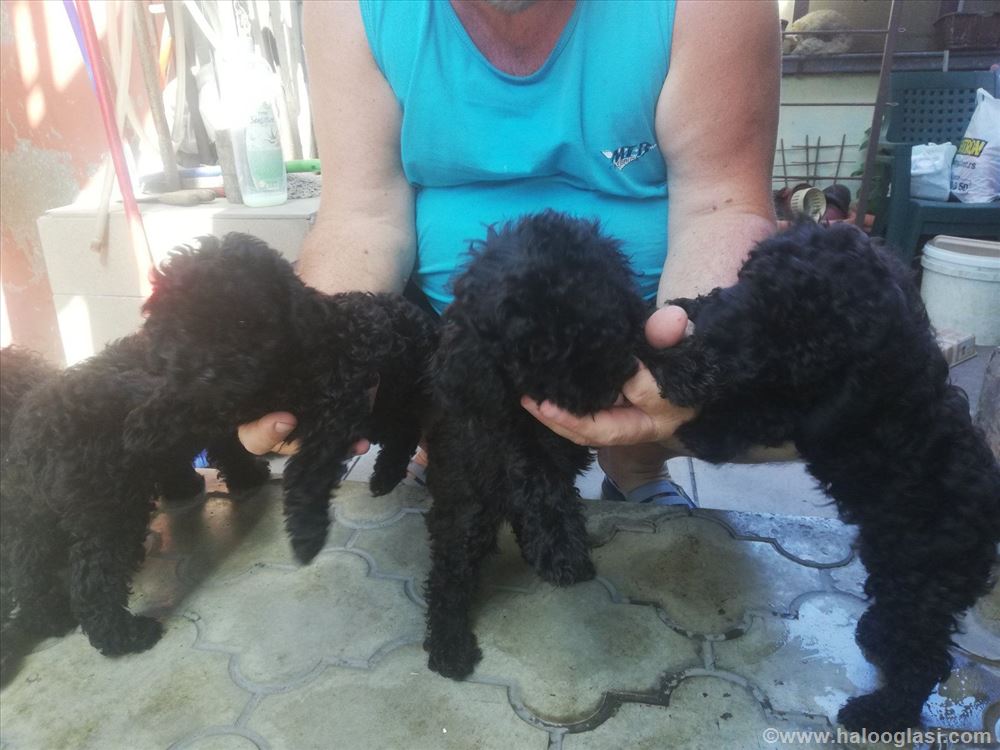 Prodaja francuskih pudli | Halo Oglasi