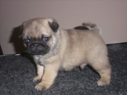 Prodaja pasa i psi na poklon Mops | Halo oglasi