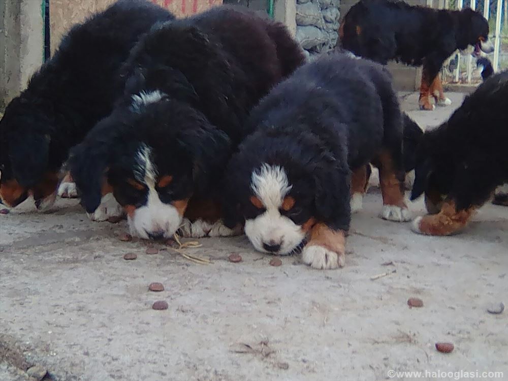 Bernski pastirski pas, štene | Halo Oglasi