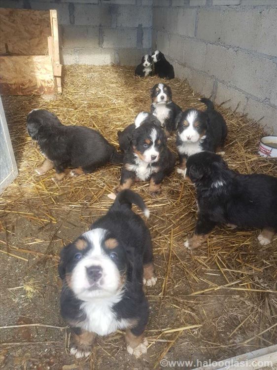 Bernski pastirski pas, štene | Halo Oglasi