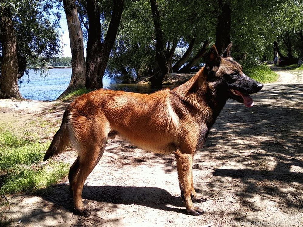 Belgijski ovčar, Malinoa otvoren za paranje | Halo Oglasi