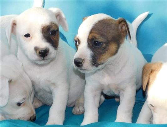Prodaja pasa i psi na poklon Džek Rasel terijer | Halo oglasi