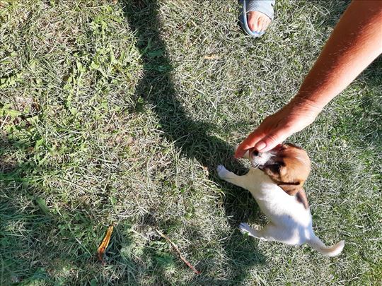 Oglasi za pse Džek Rasel terijer | Halo oglasi