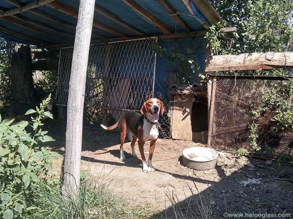 Srpski trobojni gonič, mlad pas | Halo Oglasi