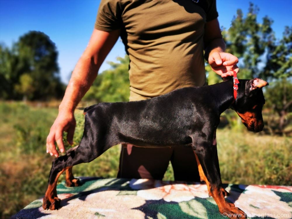Doberman , štene | Halo Oglasi