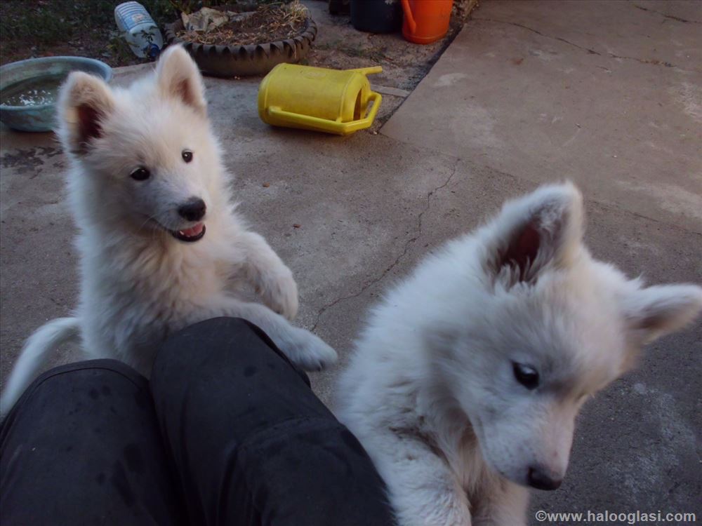 Samojed, štene | Halo Oglasi