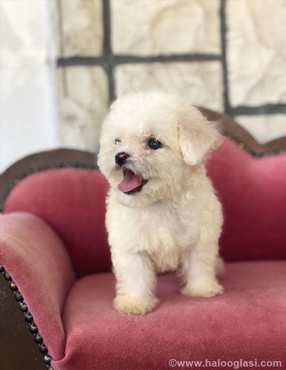 Kovrdžavi bišon, štene | Halo Oglasi