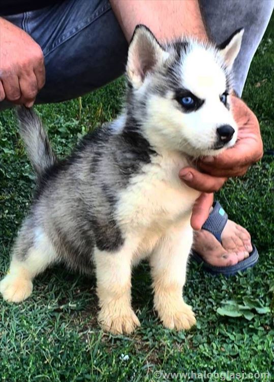 Sibirski haski , štene | Halo Oglasi
