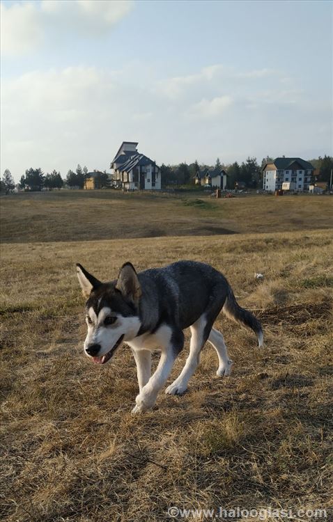 Sibirski haski , štene | Halo Oglasi