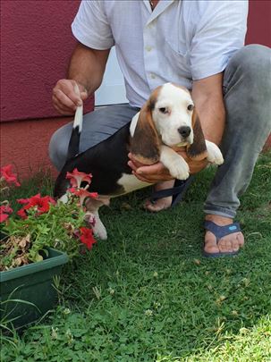 Oglasi za pse Bigl | Halo oglasi