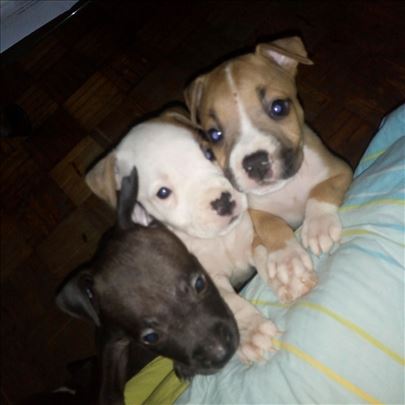 Prodaja pasa i psi na poklon Pit bul terijer | Halo oglasi