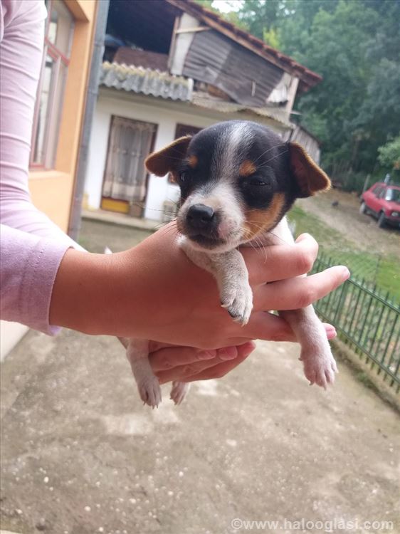 Džek Raselov terijer, štene | Halo Oglasi