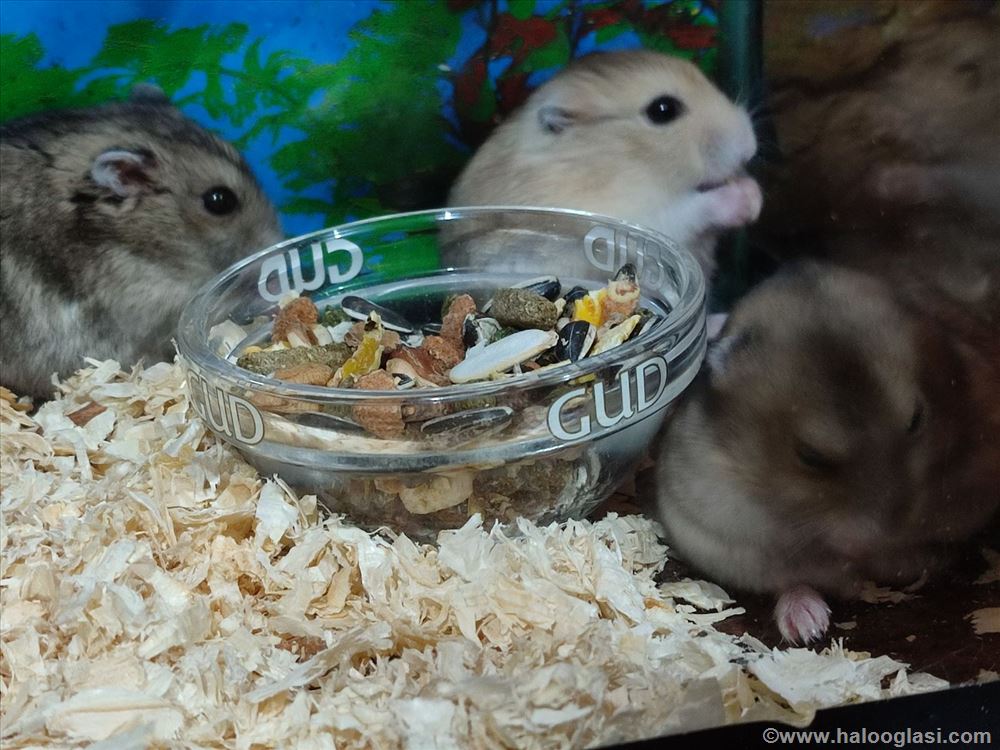 Hrčci | Halo Oglasi