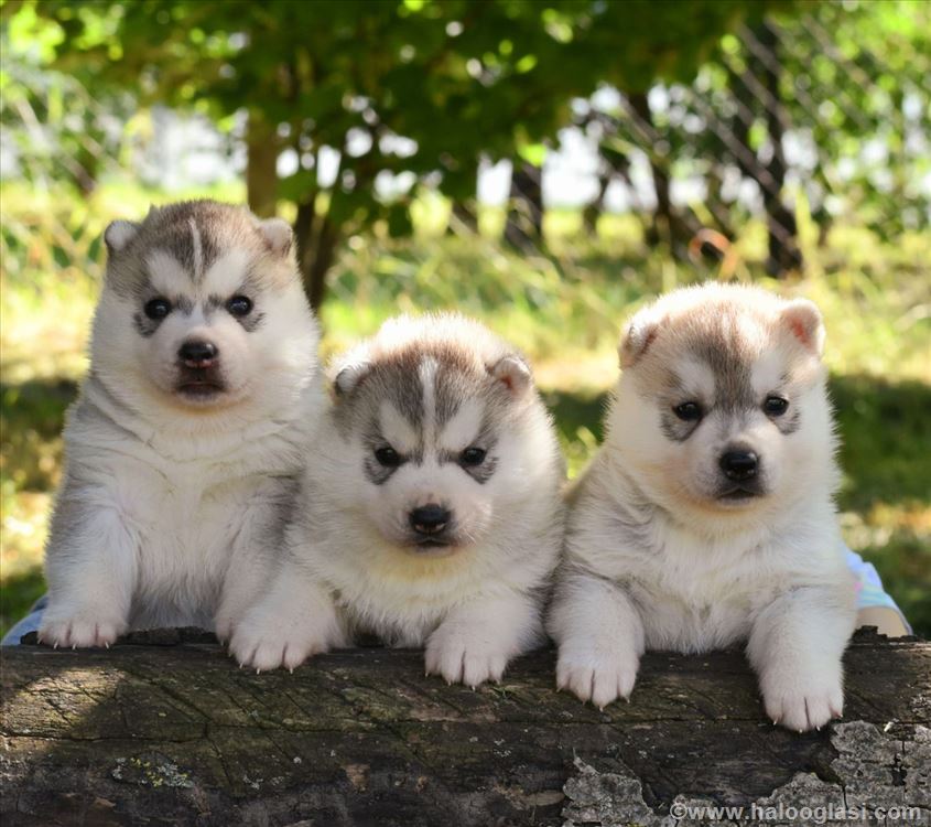 Sibirski haski muško štene | Halo Oglasi