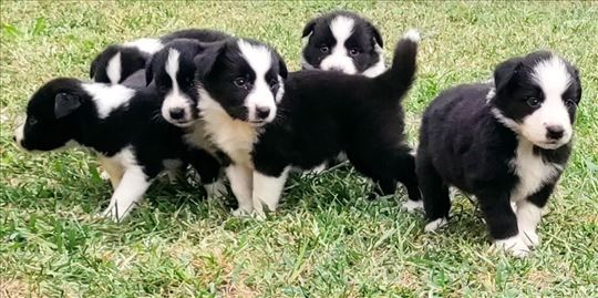 Oglasi za pse Border koli | Halo oglasi