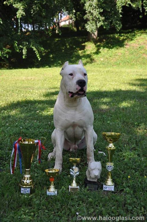 Argentinski pas, štene | Halo Oglasi