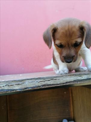 Oglasi za pse Džek Rasel terijer | Halo oglasi