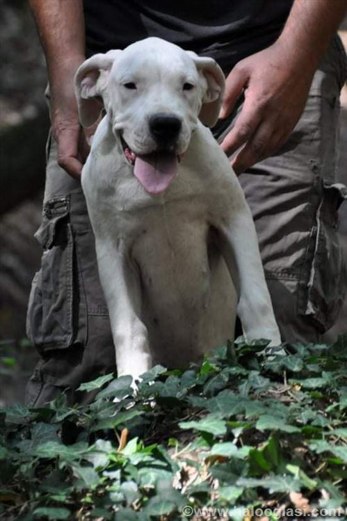 Argentinski pas, štene | Halo Oglasi