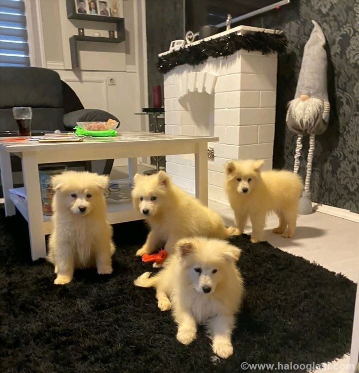 Samojed, štene | Halo Oglasi