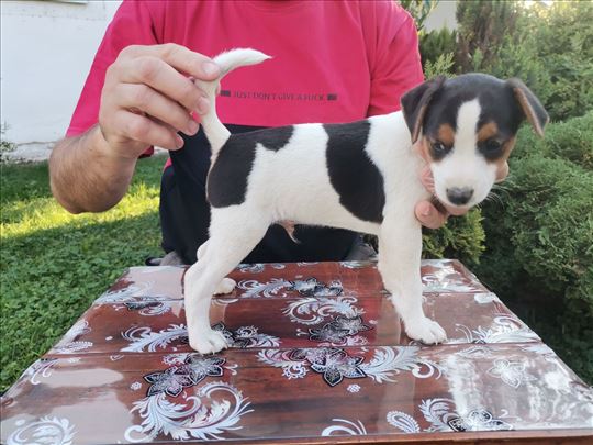 Oglasi za pse Džek Rasel terijer | Halo oglasi