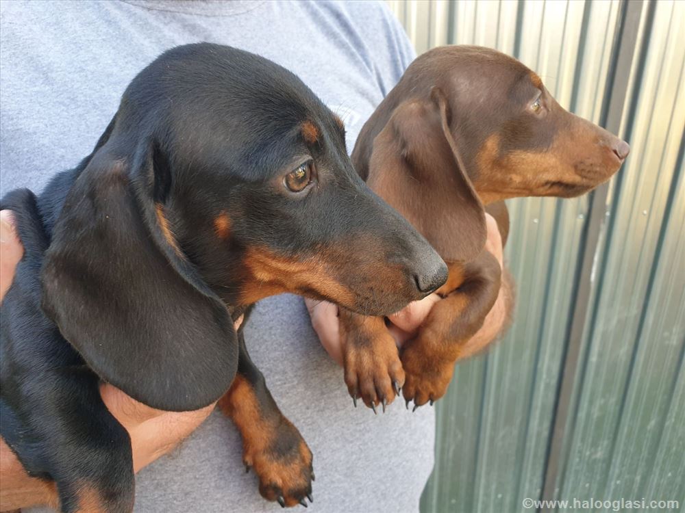 JAZAVICAR stenci | Halo Oglasi