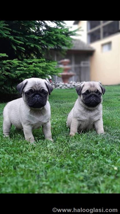 Mops , štene | Halo Oglasi