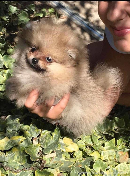 Pomeranac BOO stenci na prodaju | Halo Oglasi