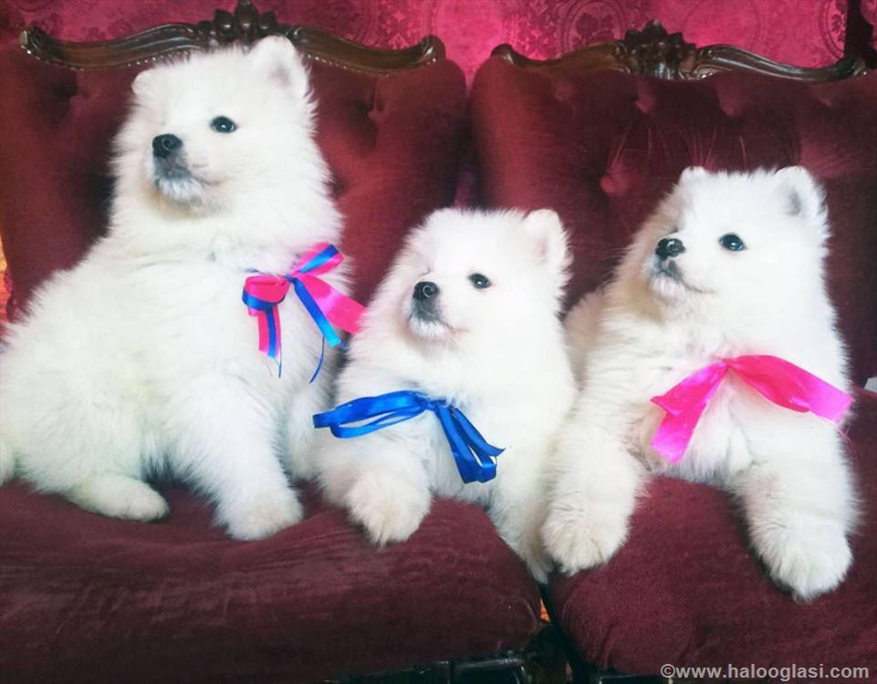 Prelepi štenci samojeda | Halo Oglasi