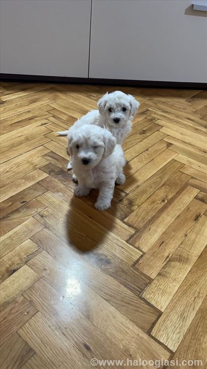 Kovrdžavi bišon, štene | Halo Oglasi