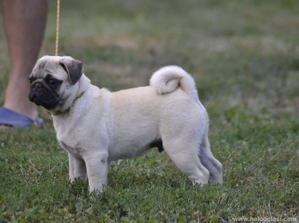 Mops štenci stari 4 meseca | Halo Oglasi