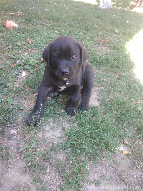 Cane corso štene | Halo Oglasi