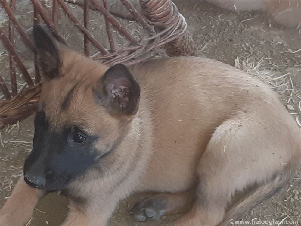 Malinoa prva klasa | Halo Oglasi