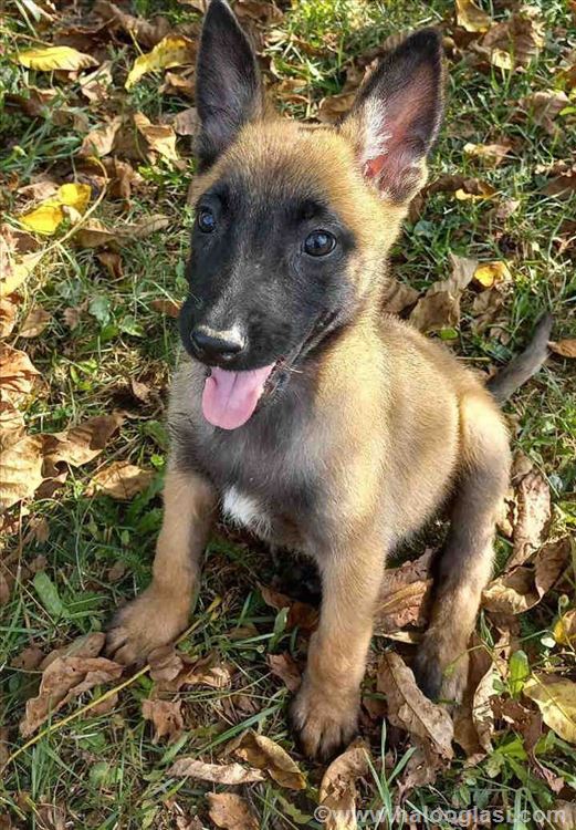 Belgijski ovčar malinoa - štenad | Halo Oglasi