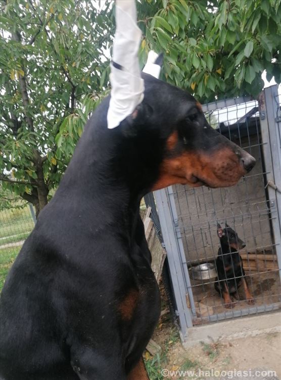 Doberman , štene. | Halo Oglasi