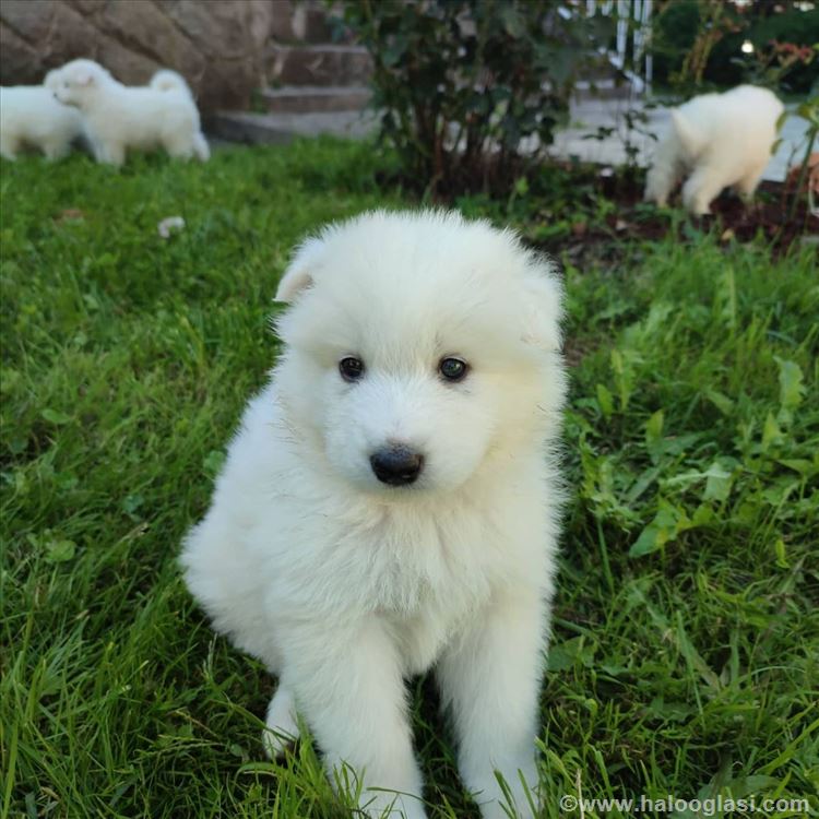 Samojed, štene | Halo Oglasi
